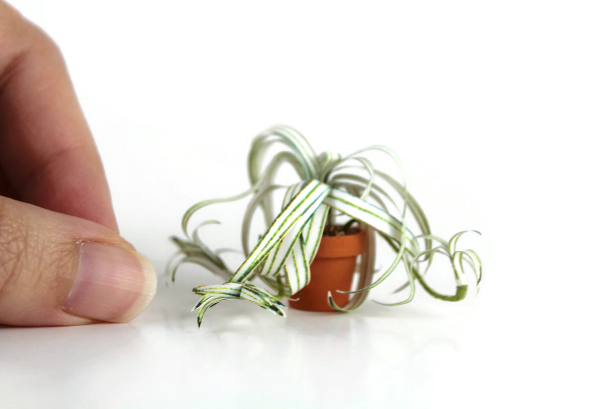 Vintage 1:12 Miniature Dollhouse Spider Plant in Terracotta Pot – The ...